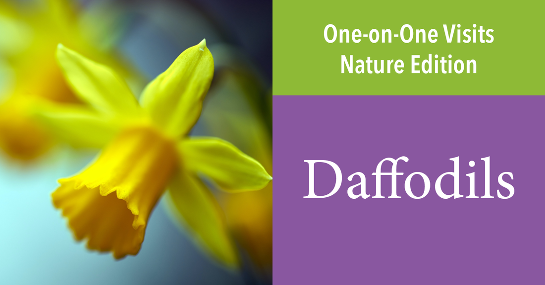 One on One Visits: Daffodils | Nature Edition | The Purple Primer